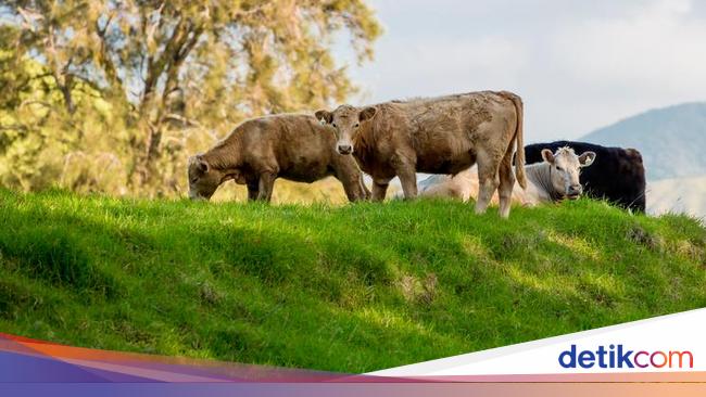 Daging Sapi Pemakan Rumput Sangat Kaya akan Omega 3 dan 6