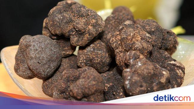 Jamur Truffle Hitam Seberat 1,5 Kg Berhasil Ditemukan di Australia