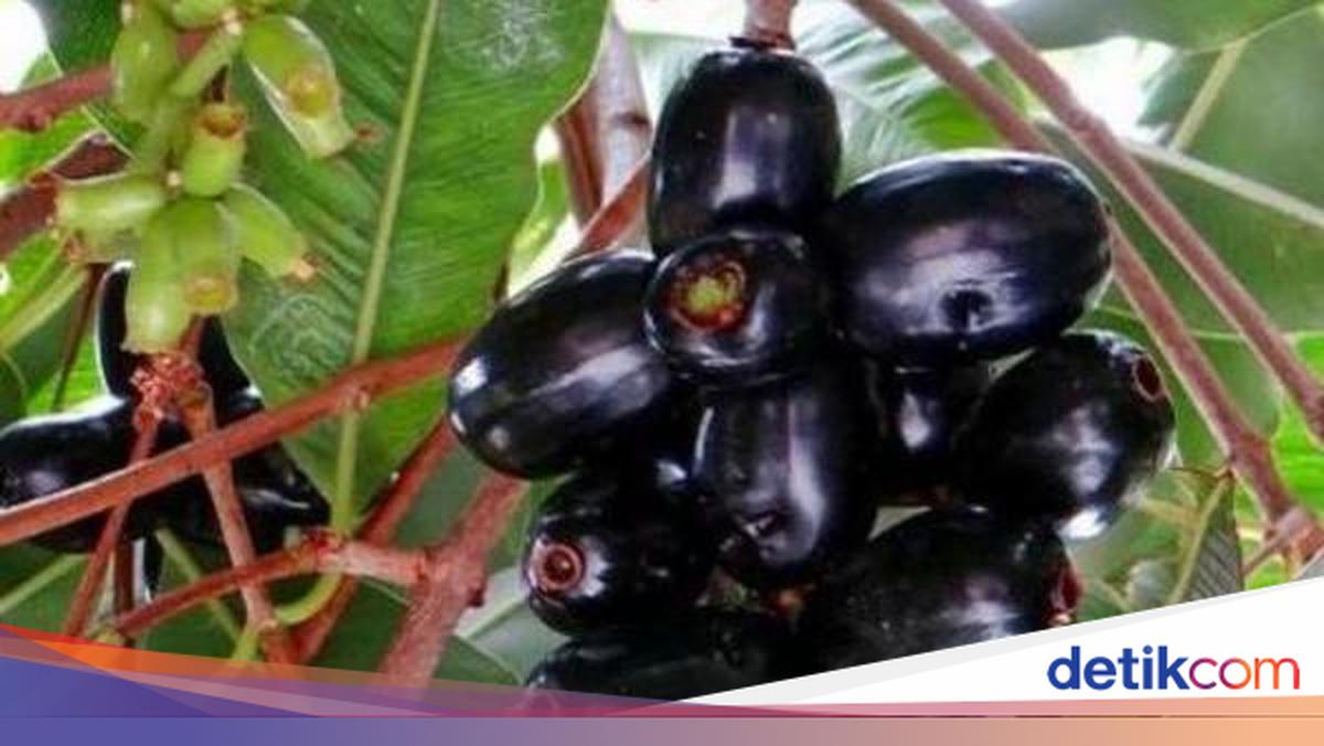 Jamblang, Tumbuhan Kaya Manfaat yang Makin Hilang