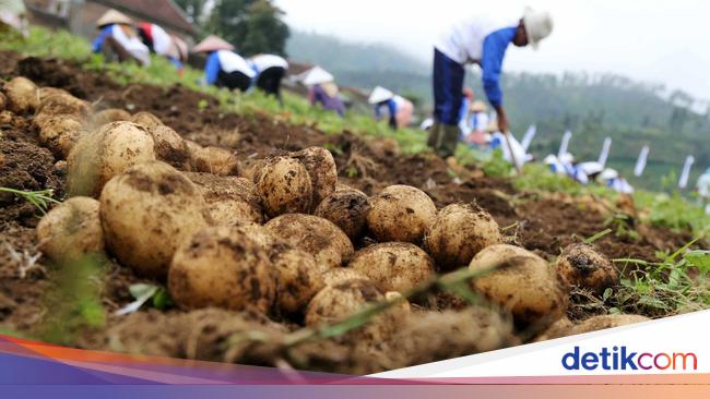 Panen Kentang Indofood di Garut