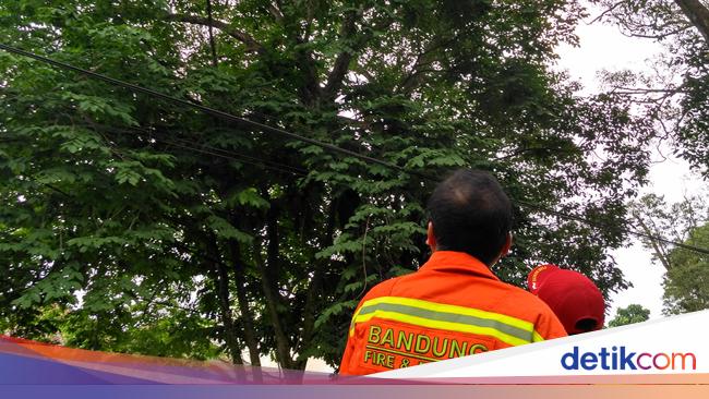 Aksi Regu Penyelamat Di Bandung Selamatkan Kucing Terjebak Di Puncak Pohon