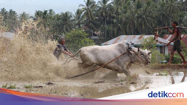 Karapan Sapi & Pacu Jawi, Atraksi Balap Sapi Khas Indonesia