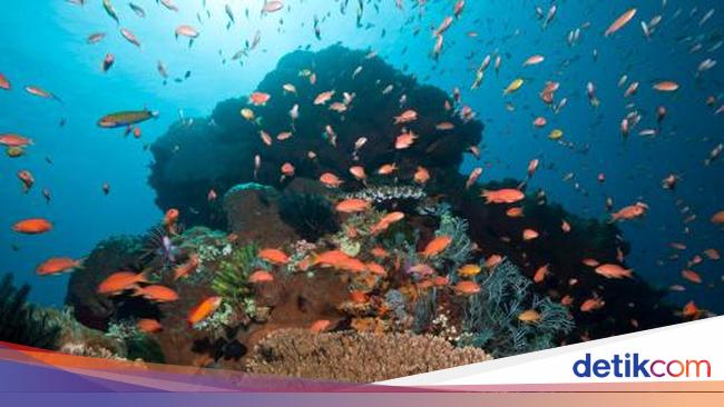 Pemprov Bali Perluas Titik Wisata Snorkeling-Diving di Buleleng