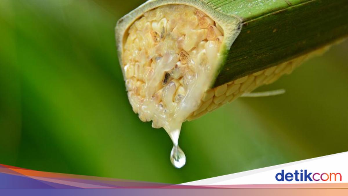 10 Contoh Benda Cair Beserta Sifatnya