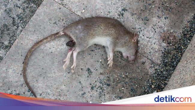 5 Cara Menghilangkan Bau Bangkai Tikus di Rumah, Ini Tipsnya!