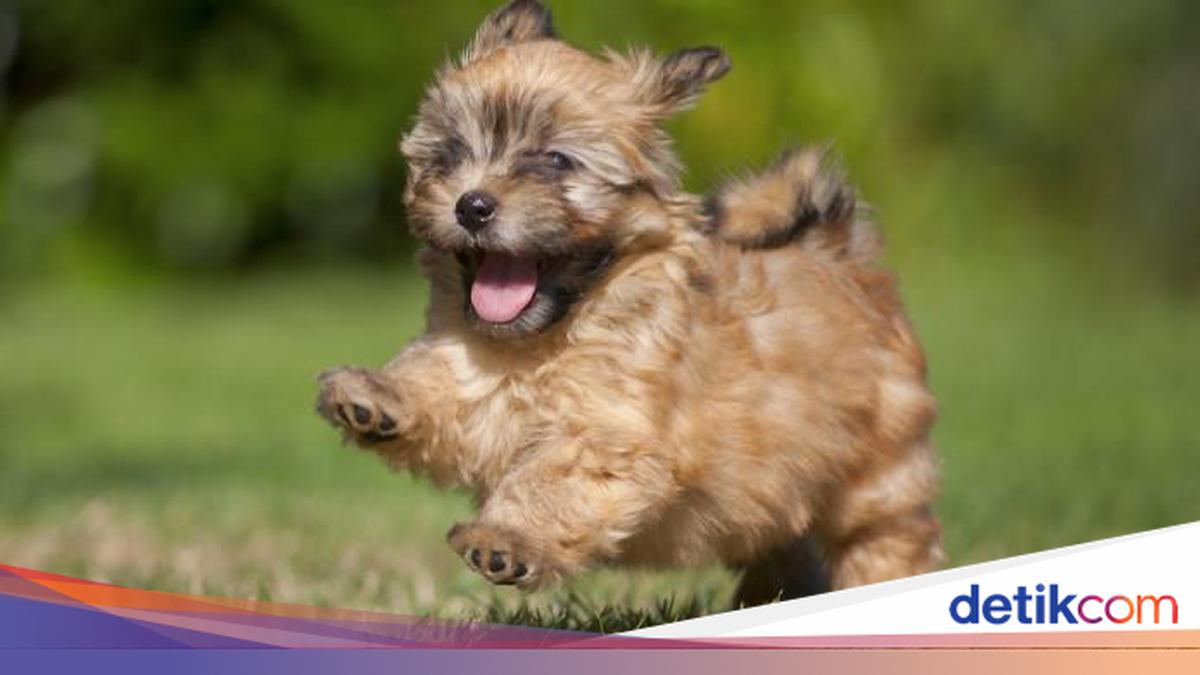 Aplikasi Layanan Pesan Antar di China Hapus Restoran dengan Menu Anjing