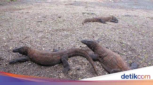 Baru Menetas, Komodo Tidak Langsung Makan Rusa