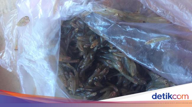 Mengulik Kandungan Gizi Ikan Nike yang Banyak Ditemui di Sulawesi Utara