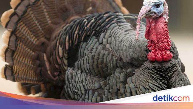7 Fakta Unik Ayam Kalkun, Ikon Hari Thanksgiving yang Bisa Tersipu