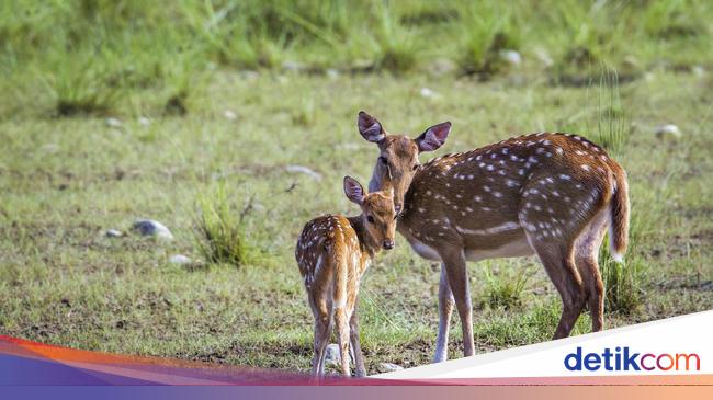 Hewan Ruminansia Punya 4 Bagian Lambung, Apa Saja Contohnya?