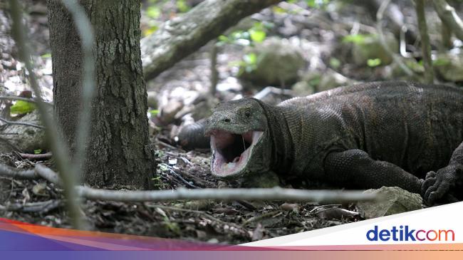 1 Komodo Mati Dunia Bisa Geger, Pembangunan Pasti Hati-hati
