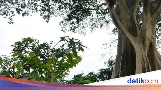 Wisata Pohon Unik di Bali yang Belum Banyak Orang Tahu