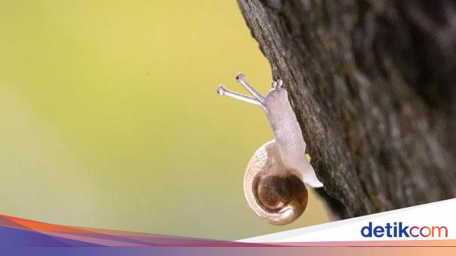 Kumpulan Hewan Tembus Pandang yang Menawan