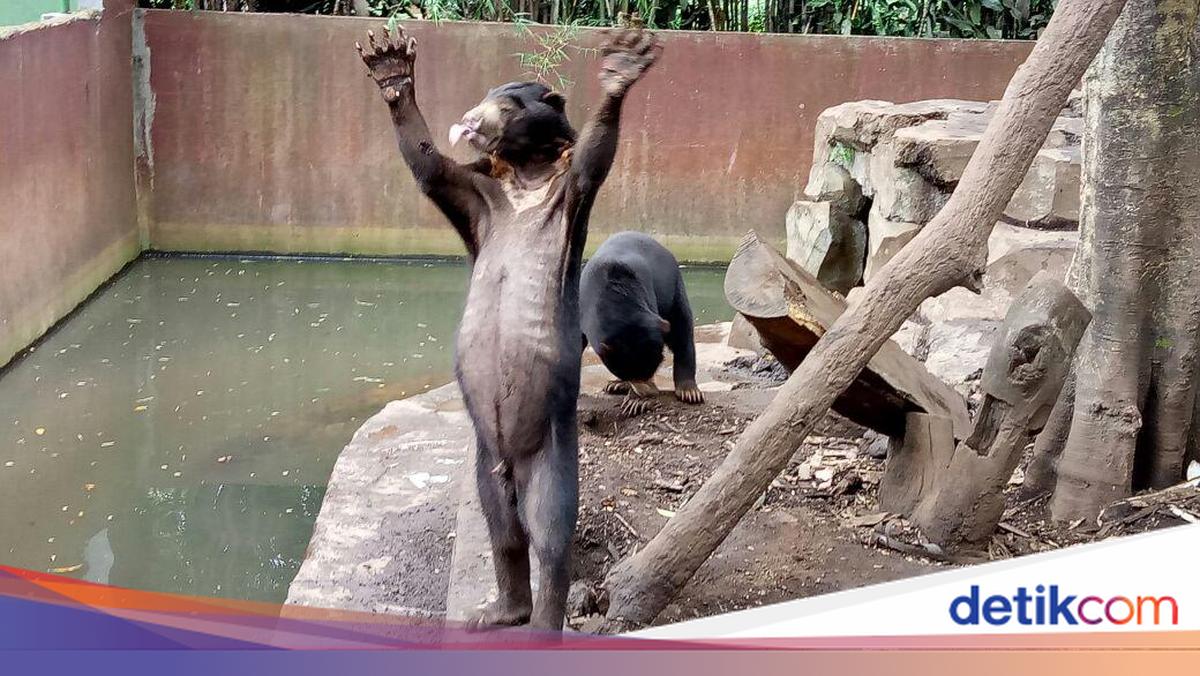Duh, Beruang Kurus di Kebun Binatang Bandung Jadi Perhatian Dunia