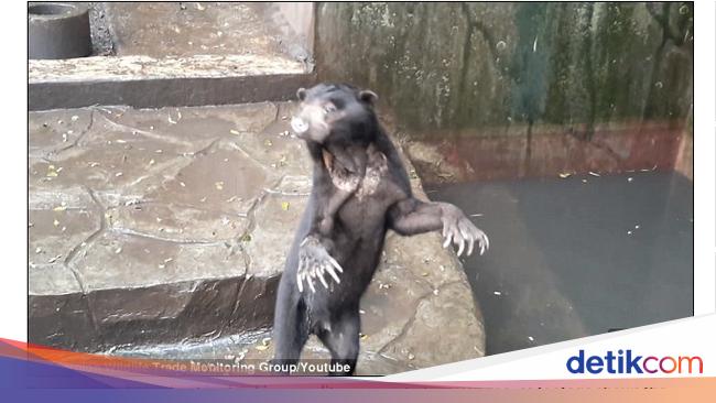 Beruang Kurus dan Kelaparan di Bonbin Bandung Jadi Sorotan Dunia