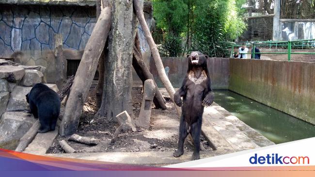 Beruang Madu Kurus di Bonbin Bandung Bernama Kardit, Umur 20 Tahun