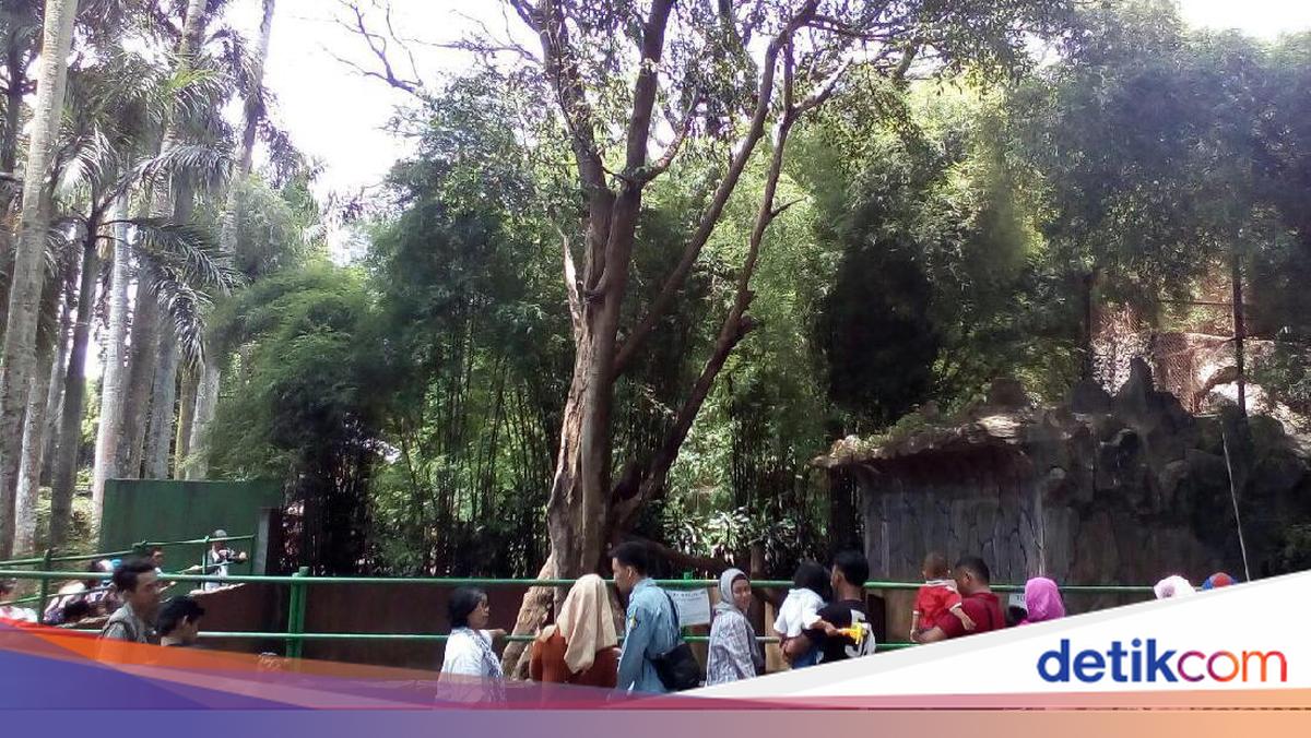 Bonbin Bandung Ramai Akhir Pekan ini, Beruang Kurus Jadi Perhatian