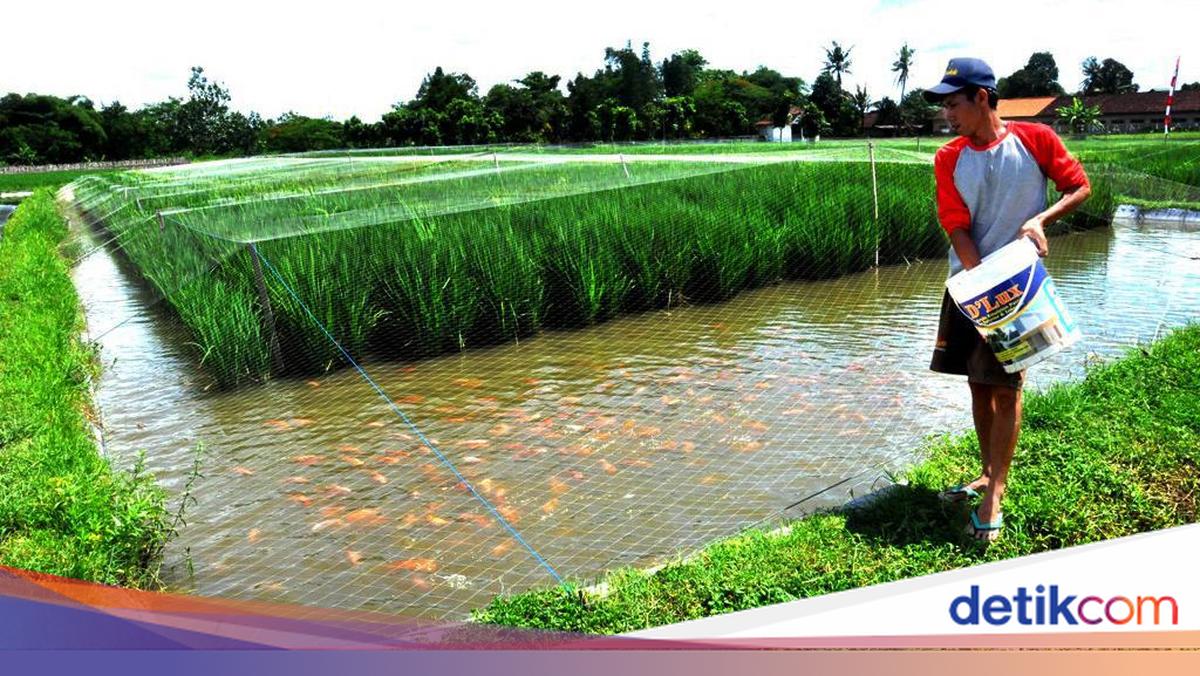 Keunggulan Sistem Mina Padi, Kombinasi Budidaya Tanaman Padi dengan Ikan