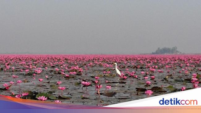 Video Danau Pink yang Ajaib di Thailand