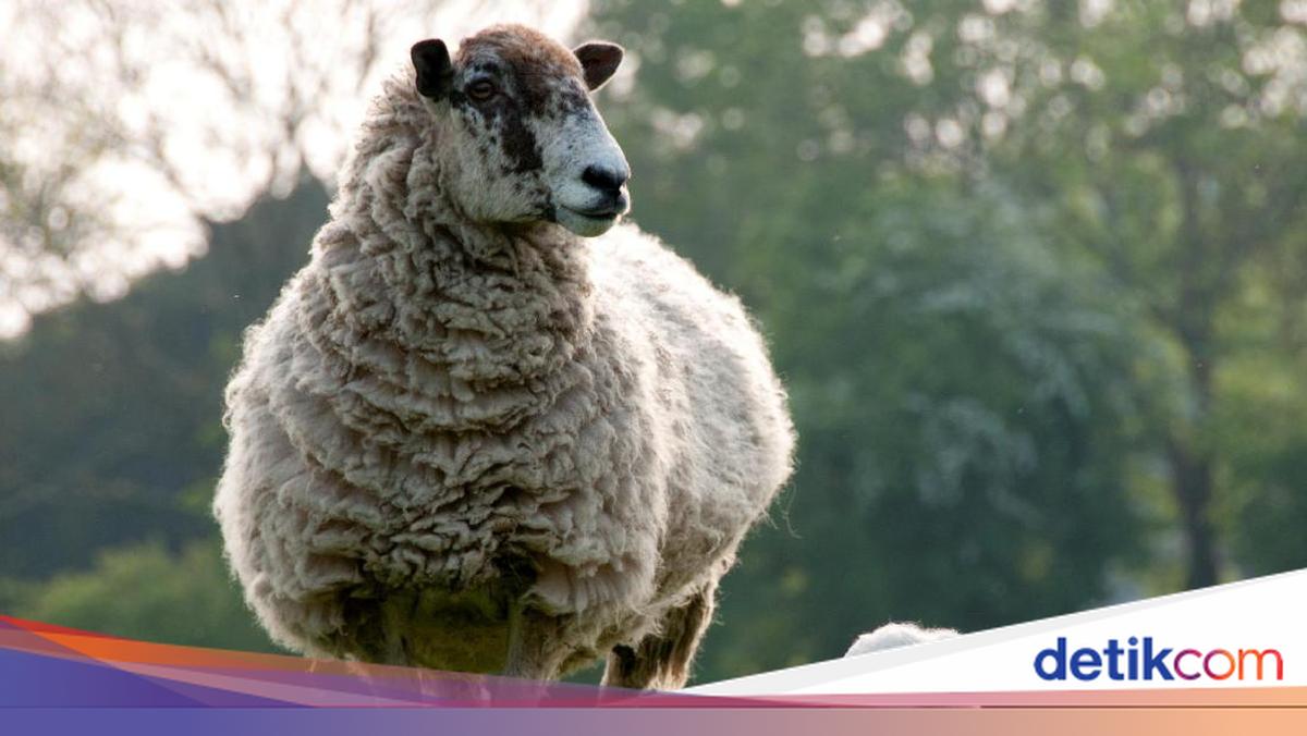Kisah Sahabat Nabi, Tsa'labah bin Hathib yang Zakatnya Ditolak Allah SWT
