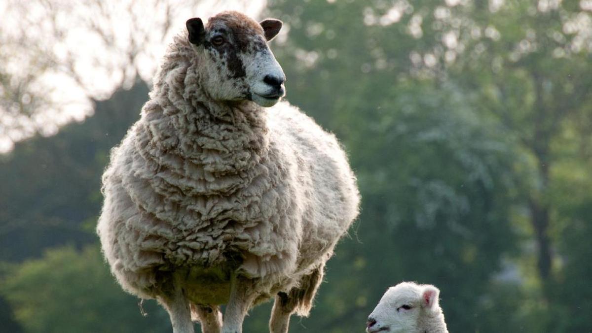 20 Tahun Domba Dolly, Seberapa Jauh Ilmu Genetik Berkembang?