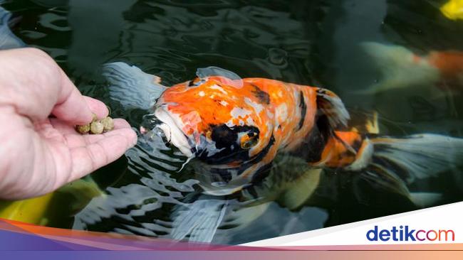 Bisakah Ikan Merasakan Sakit Seperti Manusia?