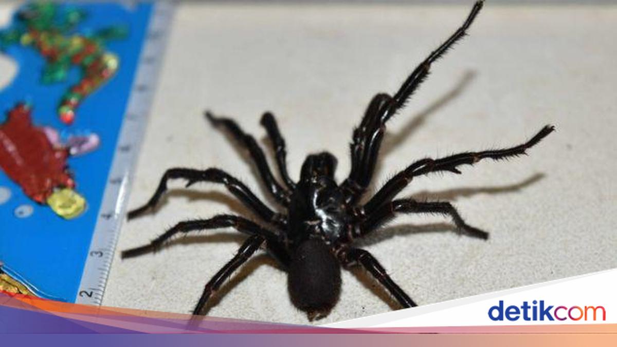 9 Laba-laba Mematikan di Dunia, Ada Black Widow