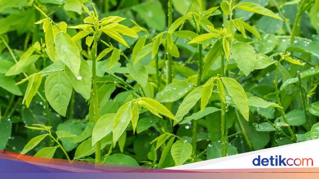 10 Manfaat Daun Katuk, Cara Mengolah dan Efek Sampingnya