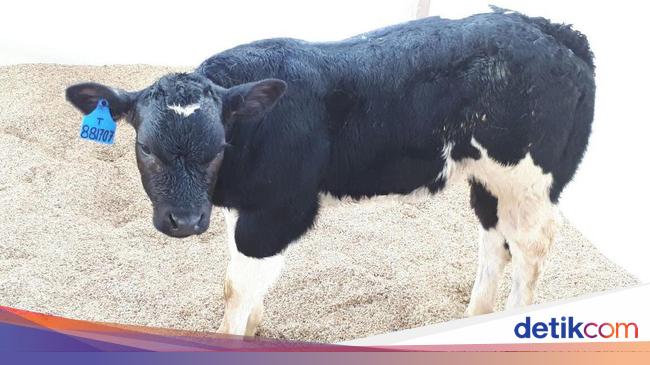 Melihat Belgian Blue, Sapi 'Raksasa' Bernama Gatot Kaca