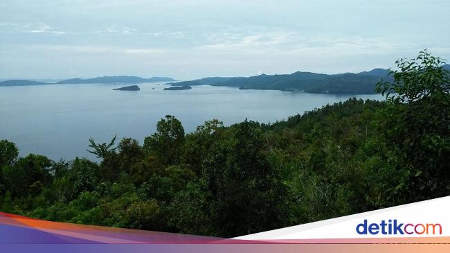 Mau Lihat Cendrawasih di Hutan Raja Ampat?