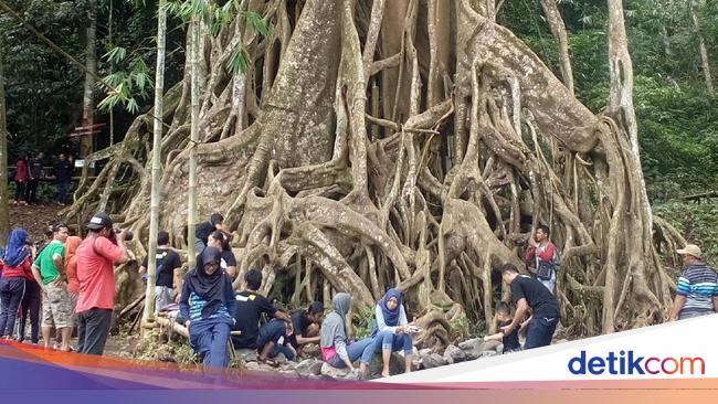 Satu Lagi, Mojokerto Punya Pohon Akar Seribu yang Indah!