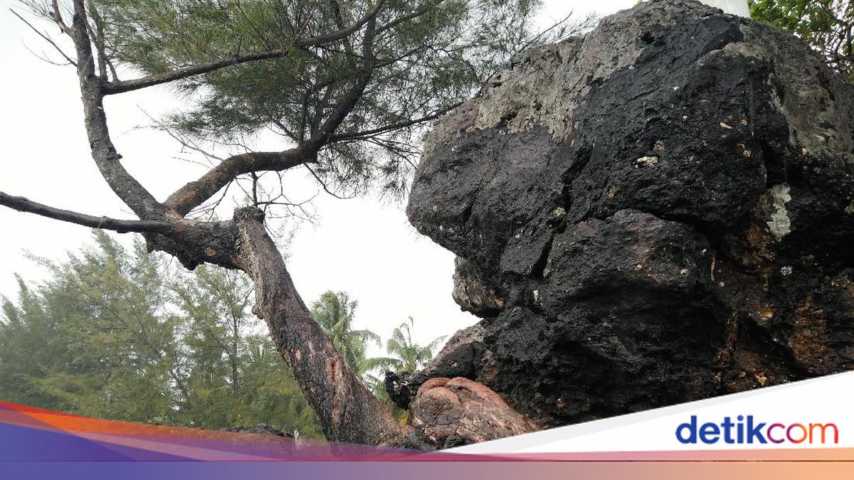 Potret Ajaib Batu Berdaun di Pantai Kepulauan Riau