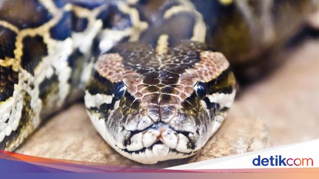 Apa Jenis Ular Terbesar di Dunia?