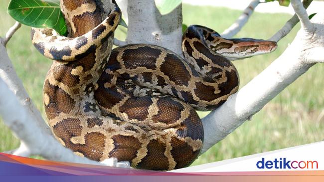 Begini Kekuatan Ular Piton Membelit Mangsanya hingga Mati