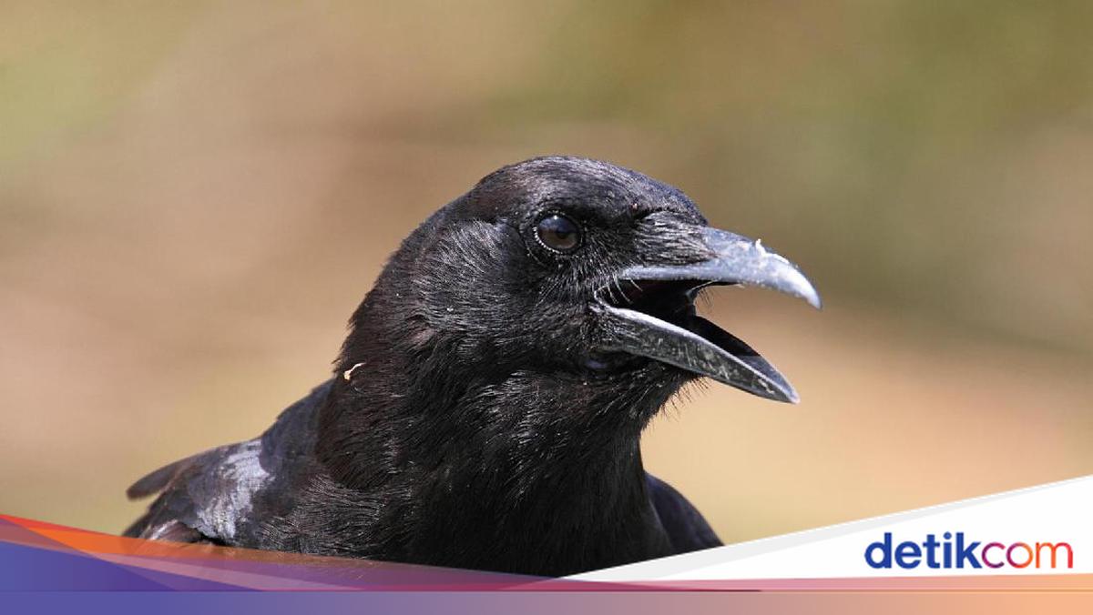 Mengenal Burung Gagak: Taksonomi, Habitat, Mitos hingga Fakta Uniknya