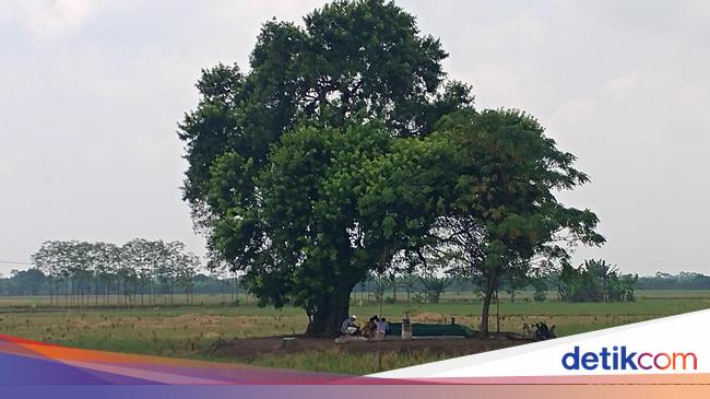Tentang Petilasan Dampu Awang, Lokasi 'Pertapaan' Baru Mbah Fanani