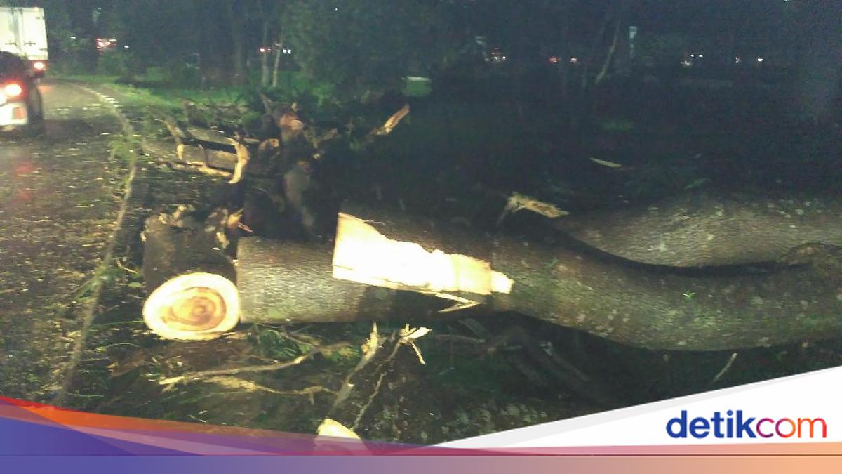 Penampakan Batang Pohon Sengon Buto yang Timpa Mobil di Dekat UI