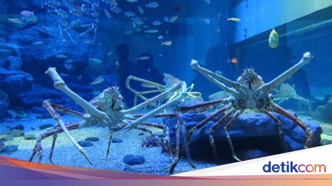 4 Hewan Laut Raksasa dan Tempat Melihatnya