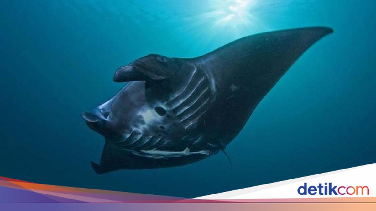 Hewan Ini Disebut sebagai Ikan Paling Pintar di Lautan