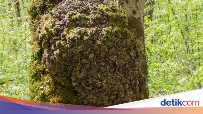 Apakah Tumbuhan Juga Bisa Kena Kanker?