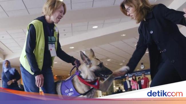 Stres di Bandara, Elus Anjing Saja