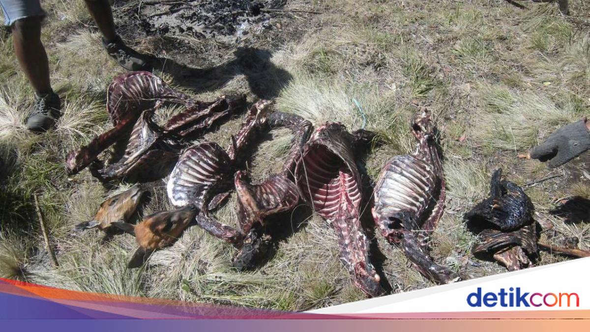 BKSDA Jateng Duga Bangkai di Gunung Lawu Kijang, Bukan Rusa