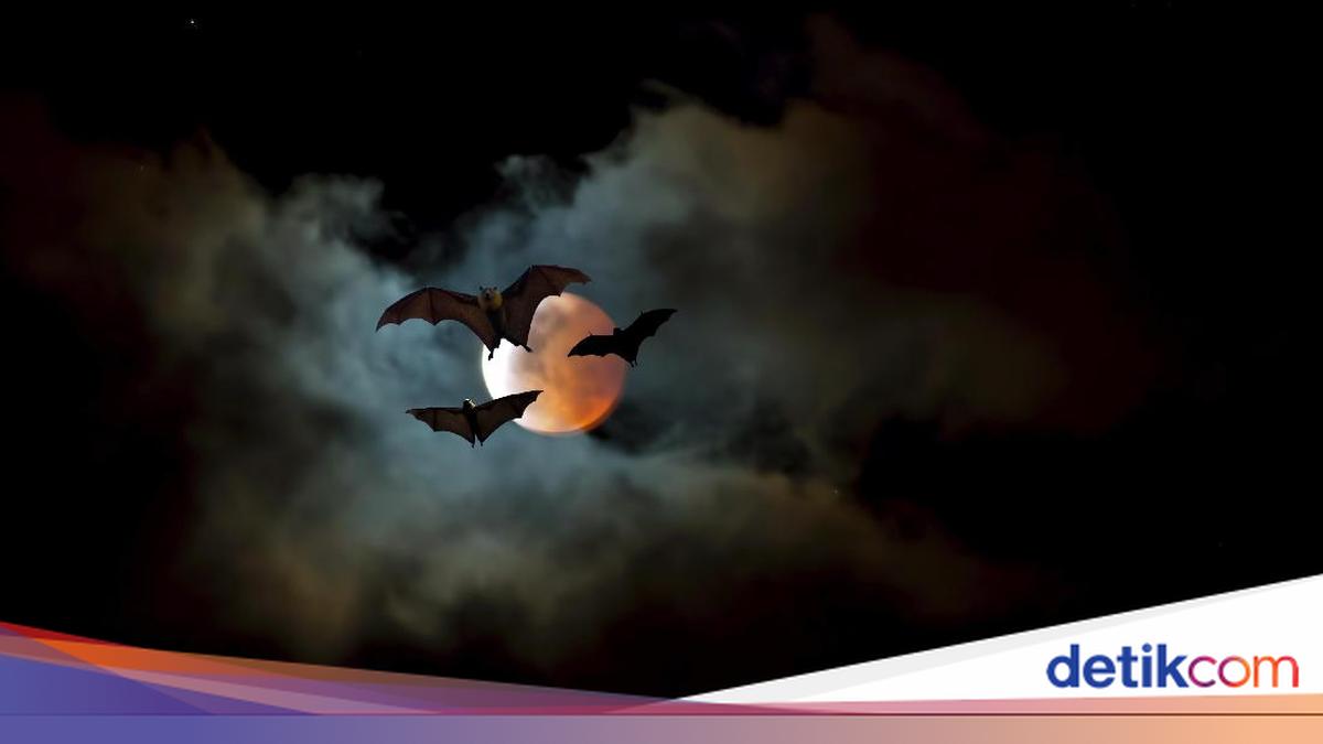 Ekolokasi adalah Kemampuan Khusus Hewan: Ini Arti, Prinsip, dan Contohnya