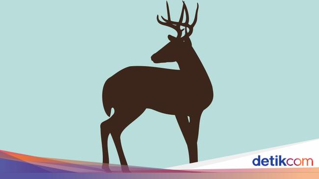 Nutrisi dan Manfaat Daging Rusa