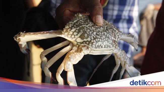 KKP Target Budidayakan 800.000 Ekor Benih Rajungan Sepanjang 2017