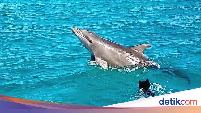 7 Fakta Lumba-lumba, Hewan Tercerdas di Dunia 7 Fakta Lumba-lumba, Hewan Tercerdas di Dunia