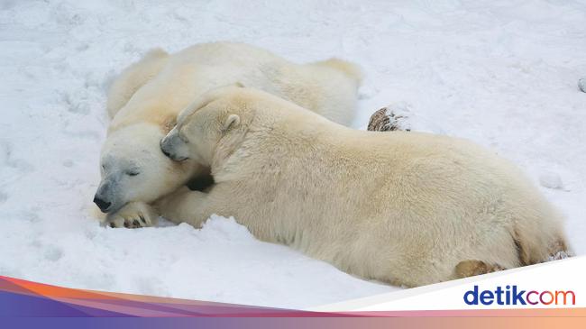 Cara Hewan Bertahan 'Puasa' saat Hibernasi Selama Musim Dingin