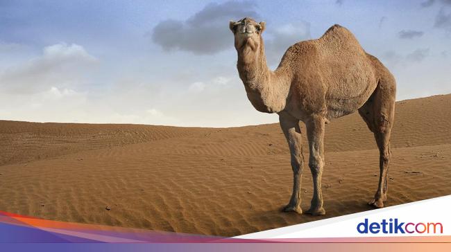 Apakah Punuk Unta Berisi Air? Ternyata Ini Isi Sebenarnya