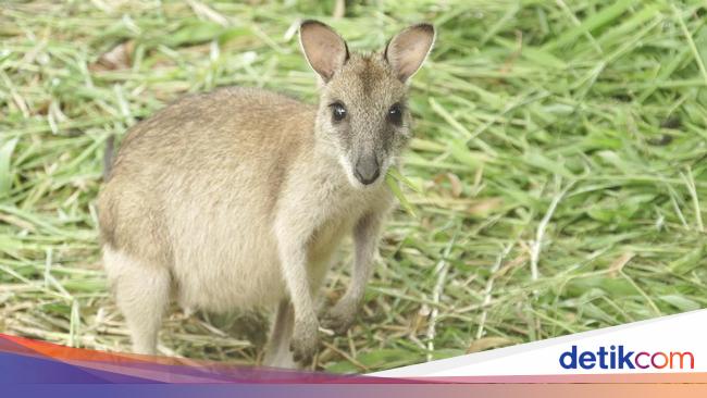 Foto: Beginilah Kanguru Papua