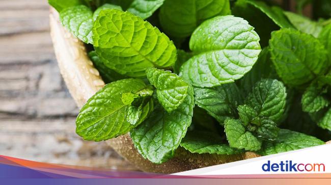 10 Rebusan Daun untuk Redakan Batuk yang Alami dan Efektif